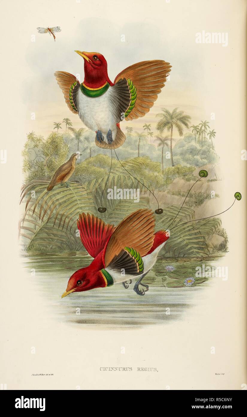 'Cicinnurus Regius'. The King Bird-of-paradise . The Birds of New ...
