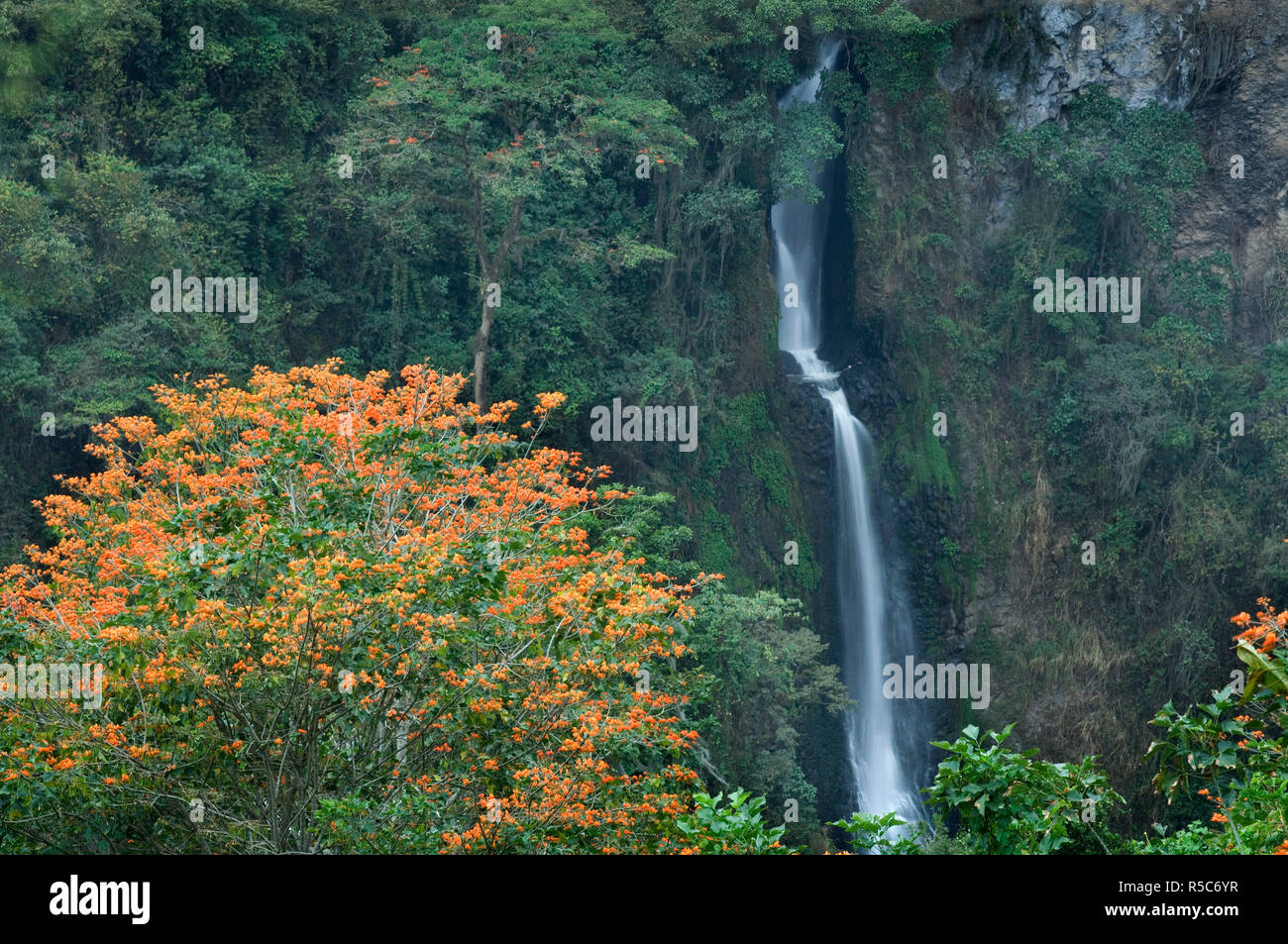 Orange flowering poro tree hi-res stock photography and images - Alamy