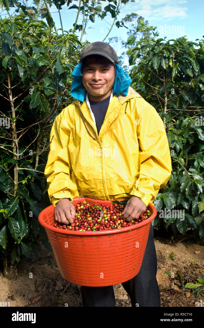 Costa Rica, Tarrazu Valley, Coffee Picker, Panamanian Indian, Basket ...