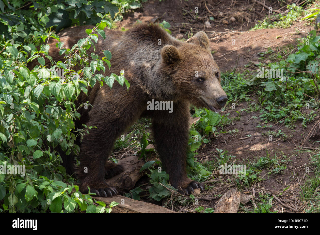 brown bear in croatian mountains Stock Photo - Alamy