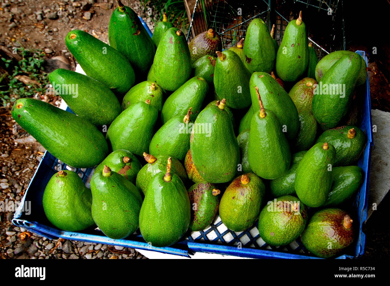 Costa Rica, Caldera, Pacific Coast, Fruit Stand, Avocado Stock Photo ...