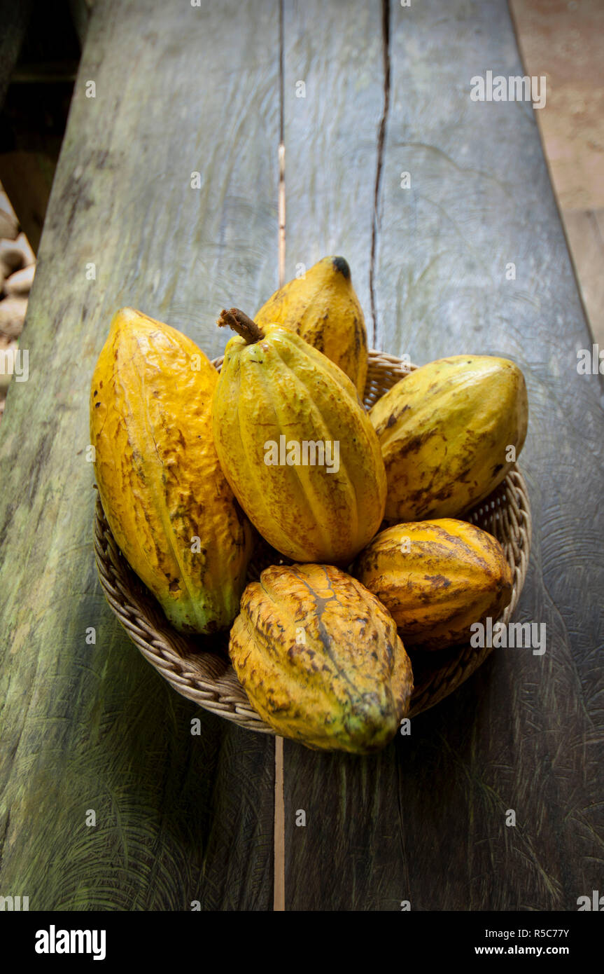 Costa rica chocolate plants hi-res stock photography and images - Alamy