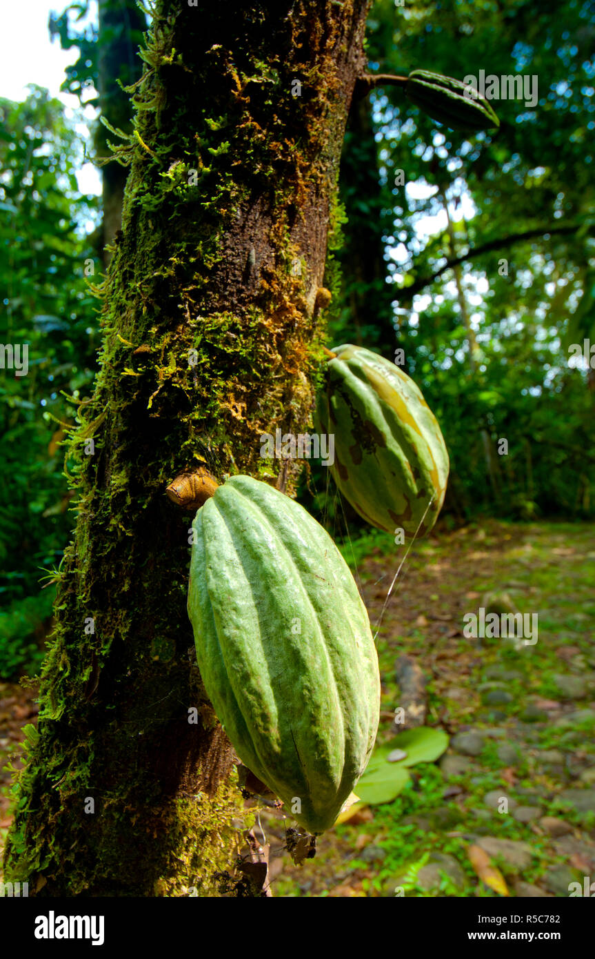 Costa Rica, La Virgen de Sarapiqui, Cocoa Pods Growing On Tree ...