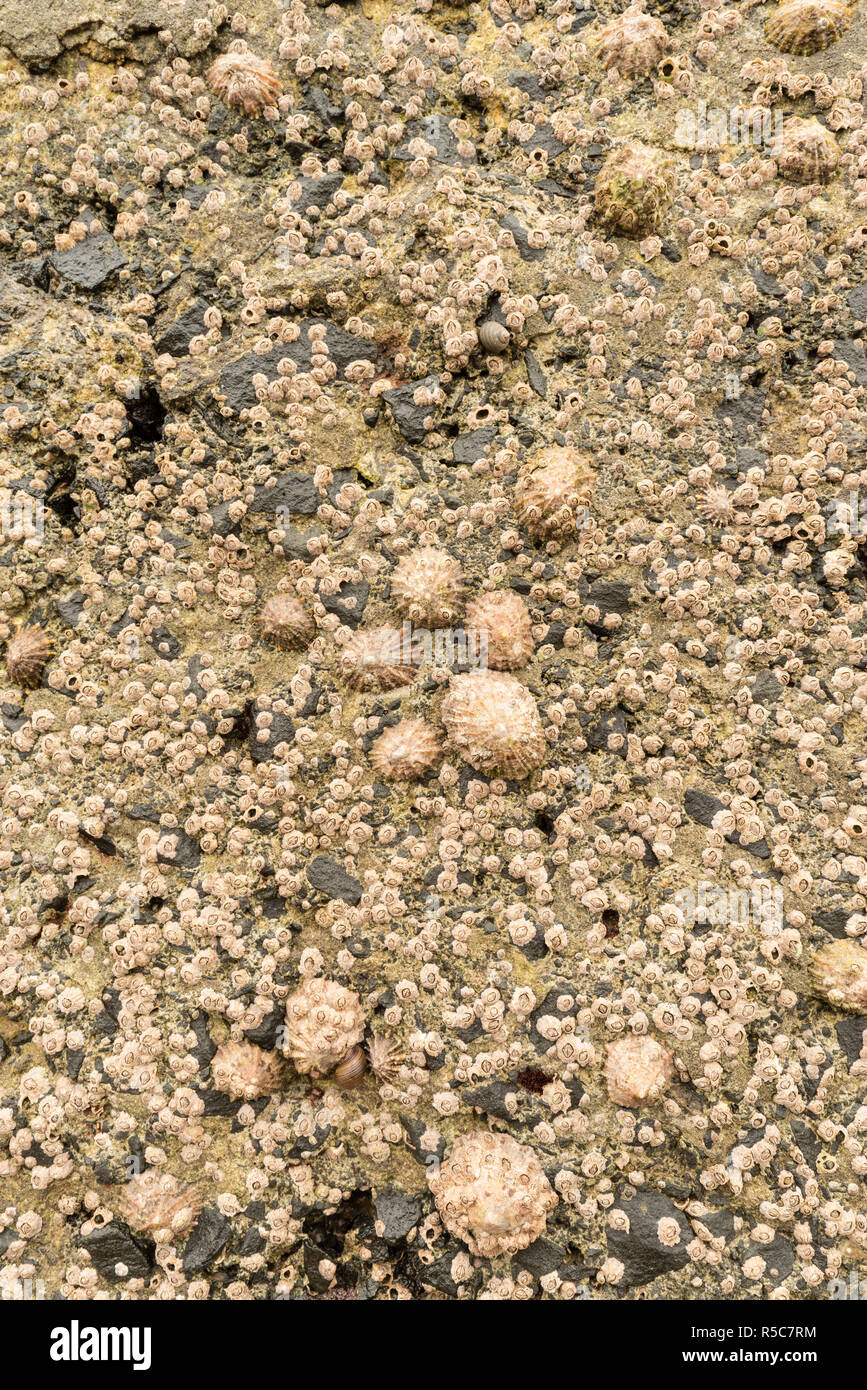 A close-up of barnacles and limpets encrusting a harbour wall at ...
