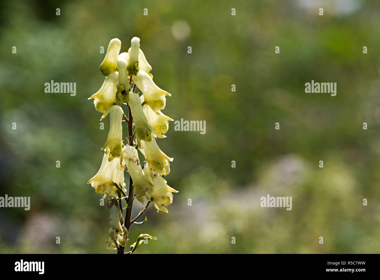 Gentiana lutea bitter root hi-res stock photography and images - Alamy
