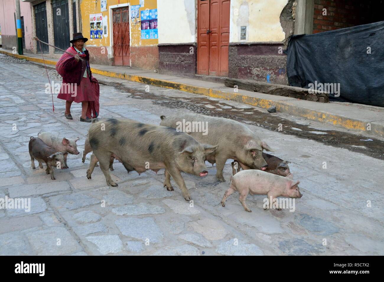 Pigs in CHAVIN de Huantar. Department of Ancash.PERU Stock Photo - Alamy