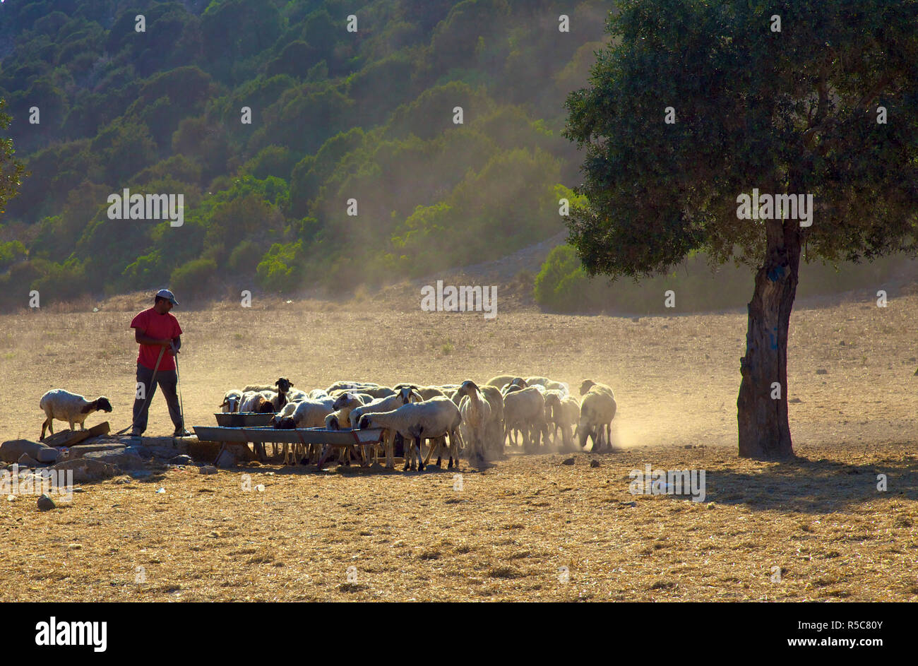Cyprus goats hi-res stock photography and images - Alamy