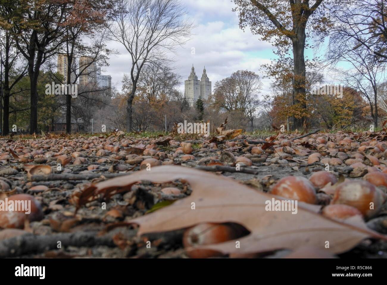 Fall in Central Park Stock Photo - Alamy