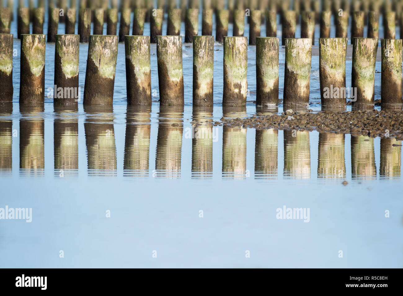 wooden groynes in rows at the sea with reflections on the water surface ...