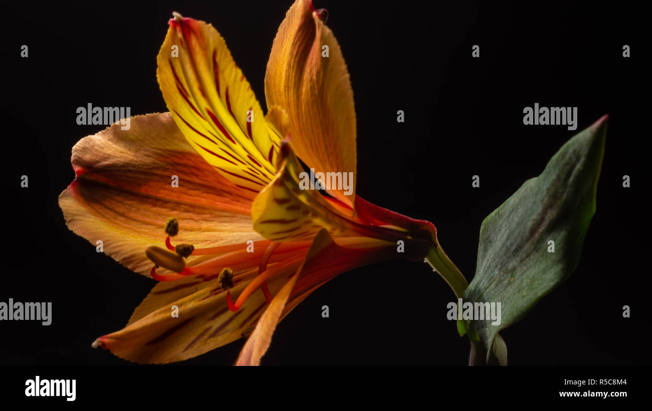 Low key flowers hi-res stock photography and images - Alamy