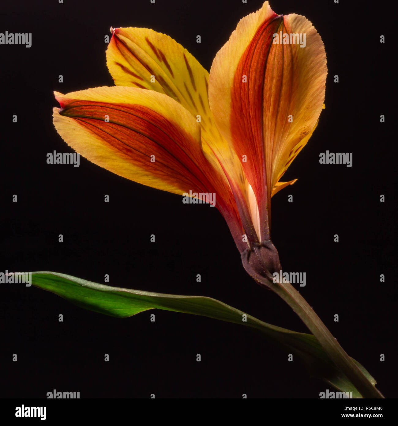 Low key flowers hi-res stock photography and images - Alamy