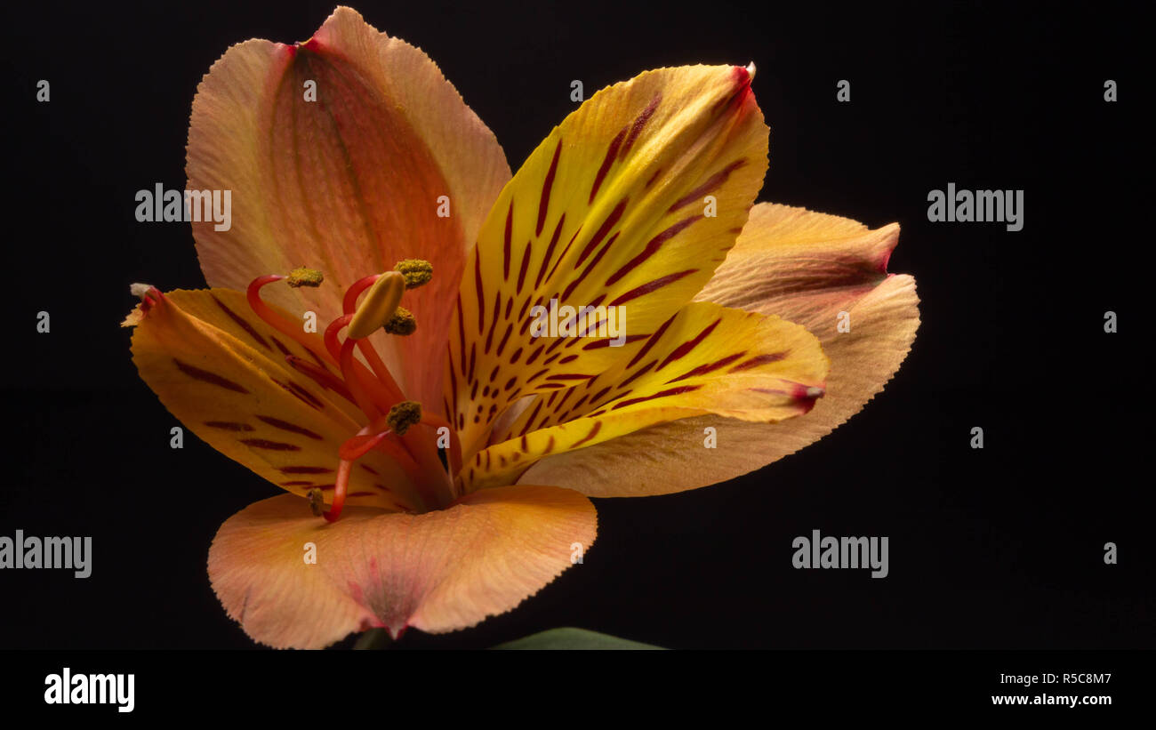 Low key flowers hi-res stock photography and images - Alamy