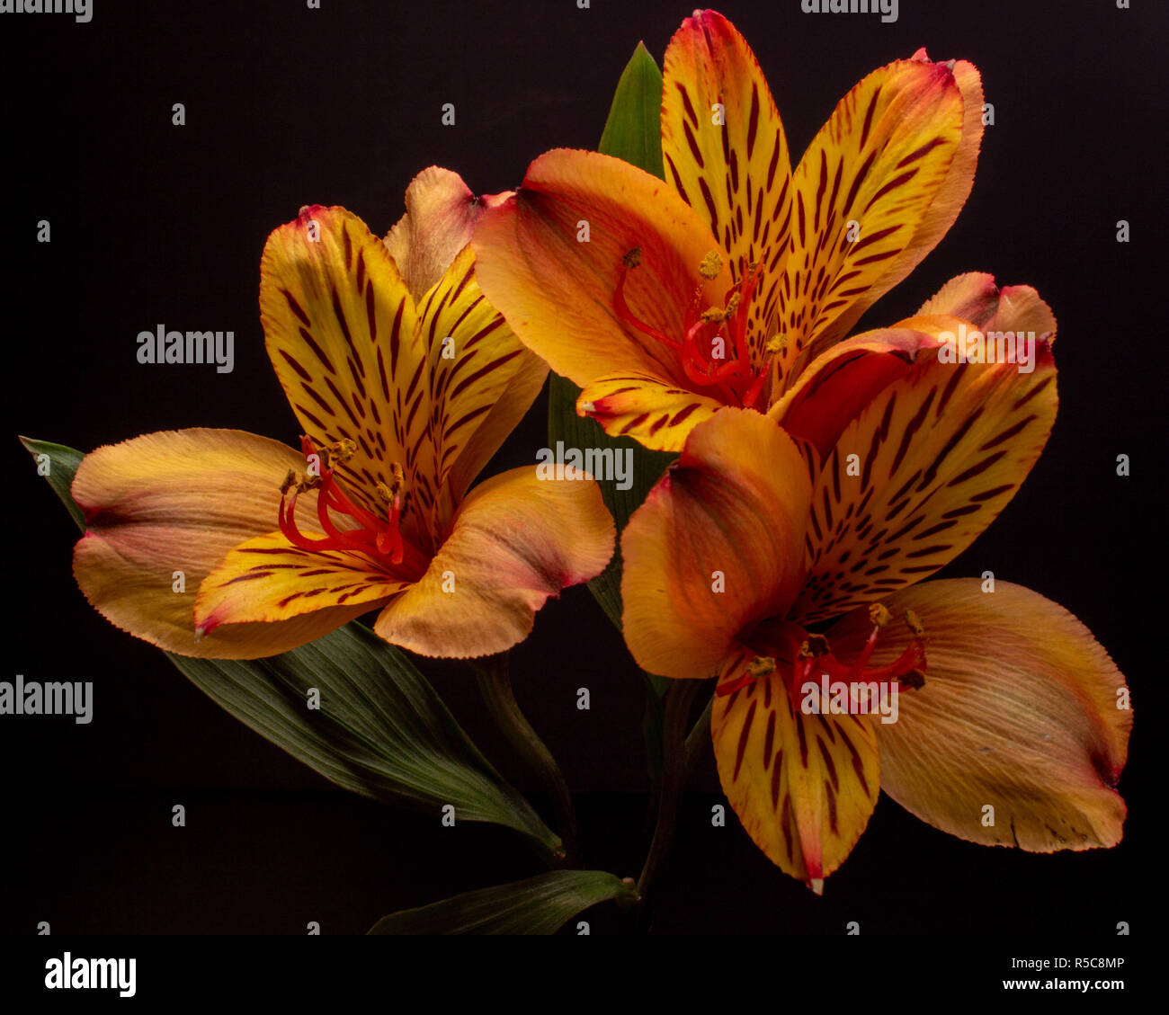 Low key flowers hi-res stock photography and images - Alamy