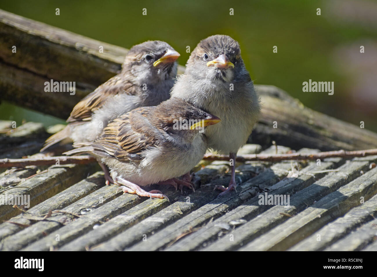 three young sparrow birds (Passer domesticus) are perching together on ...
