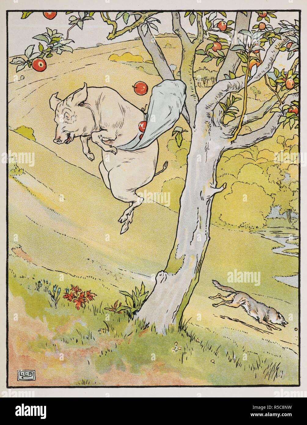 A pig jumps from a tree after picking apples while the Big Bad Wolf ...