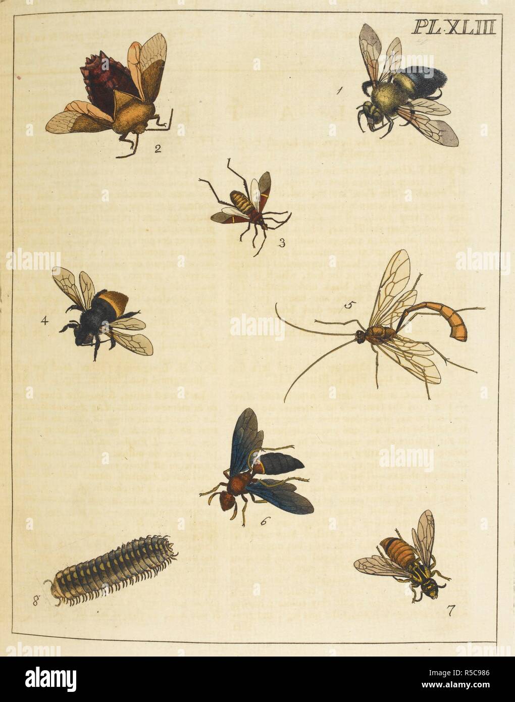 Various insects. Illustrations of Natural History; wherein are ...
