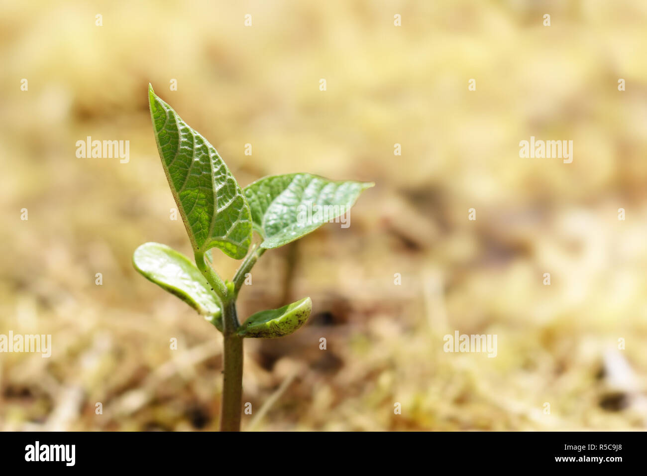 Bean seedling in a mulched vegetable patch, concept for growth and ...