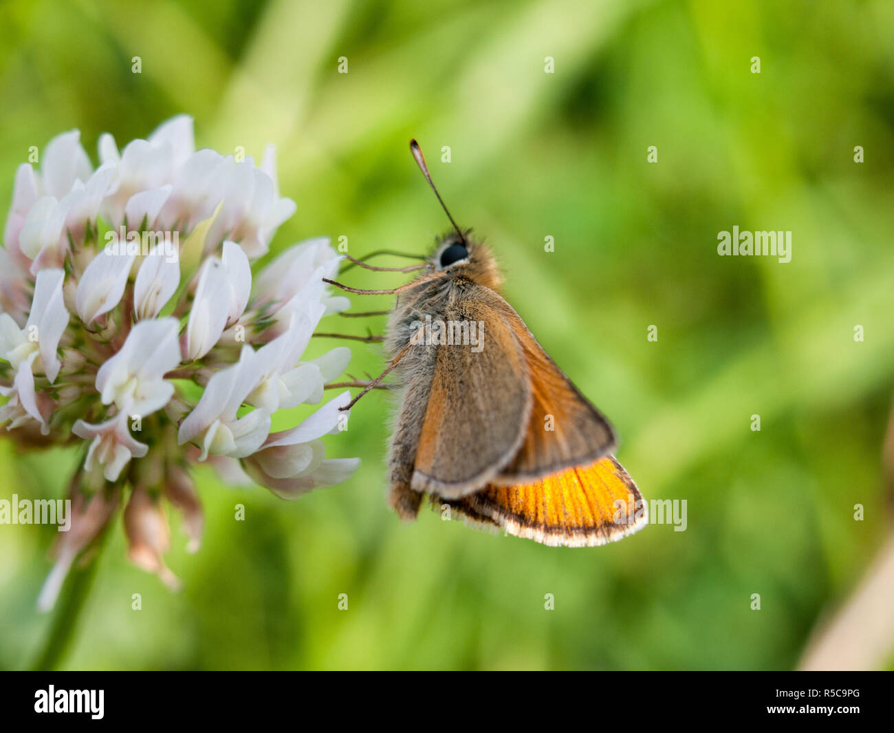 Butterfly side angle view hi-res stock photography and images - Alamy