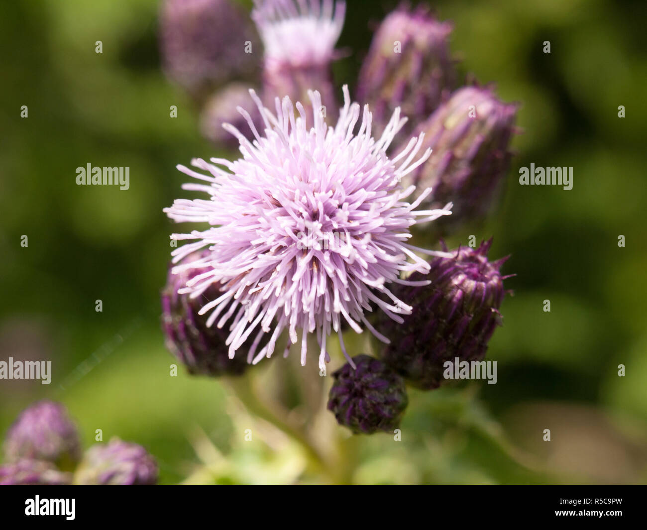 growing pink thistle in spring Stock Photo - Alamy