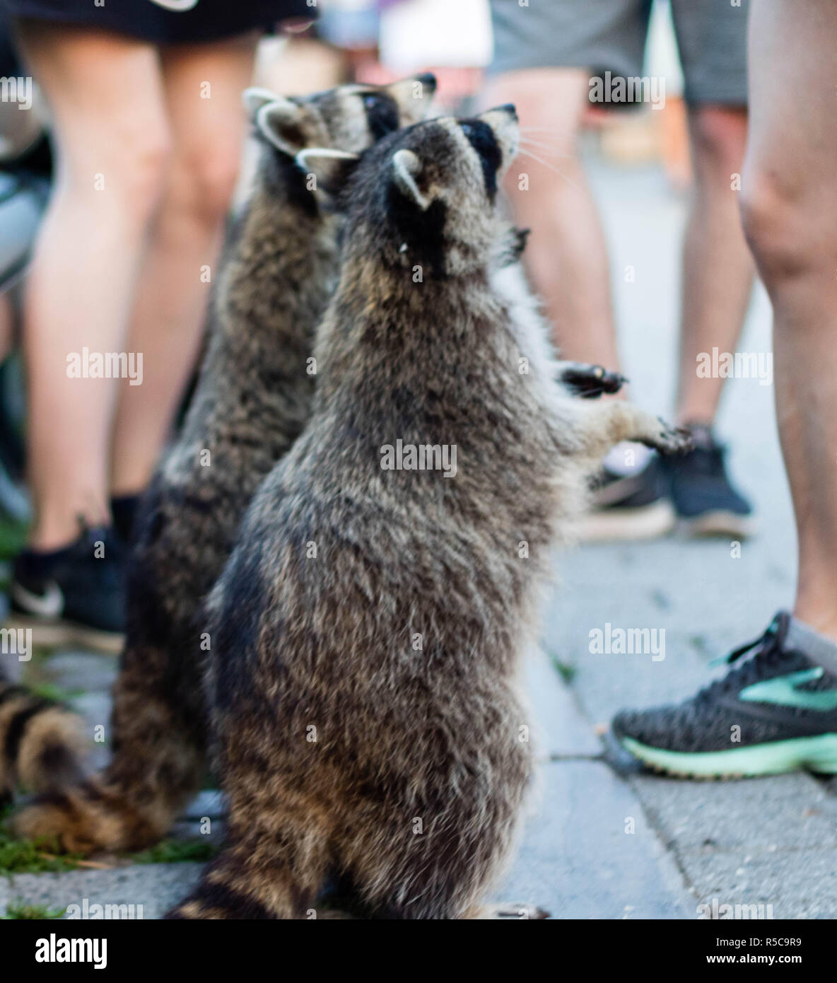 Raccoons asking for food on the Mount-Royal in Montreal, Canada ...