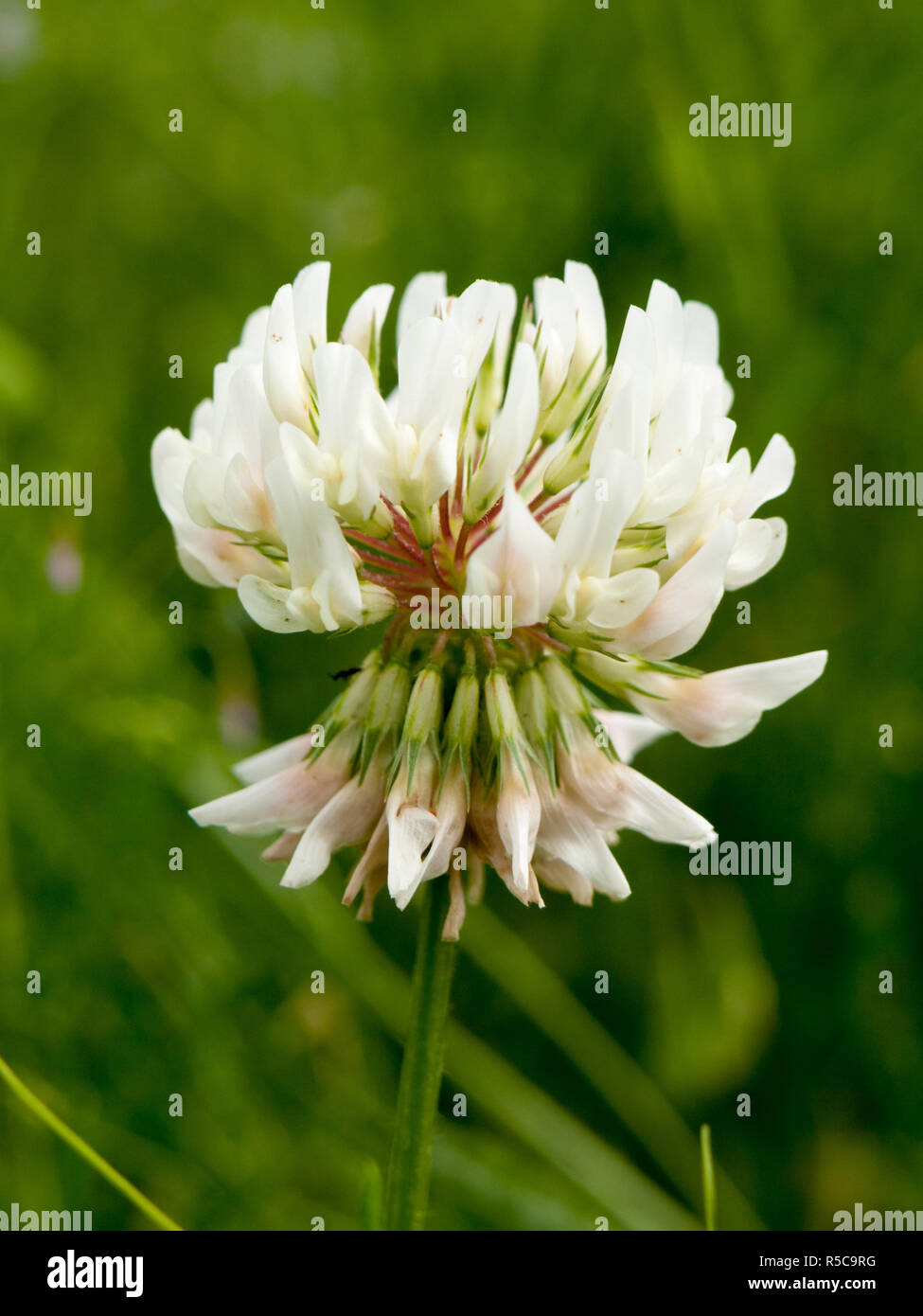 clover flower head in meadow Stock Photo - Alamy