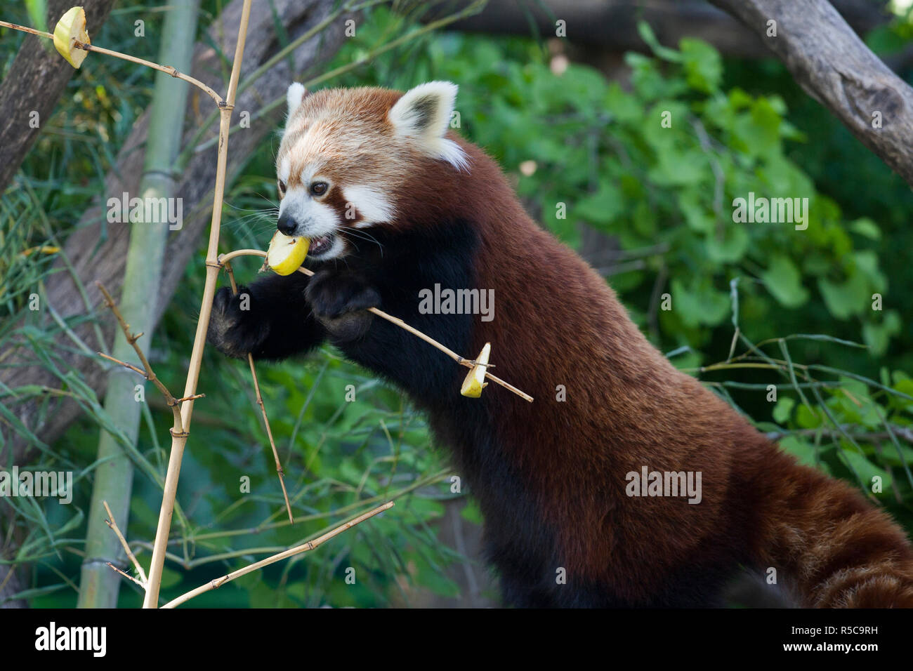 red panda eating Stock Photo - Alamy