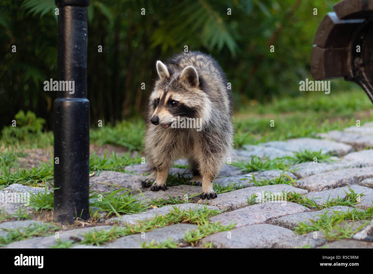 A raccoon on the Mount-Royal in Montreal, Canada. Raton laveur sur le ...
