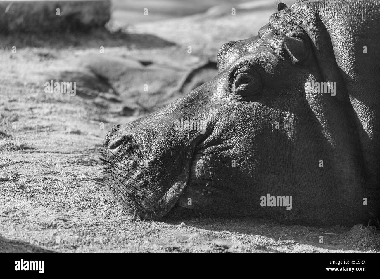 Hippo Black and White Stock Photos & Images - Alamy