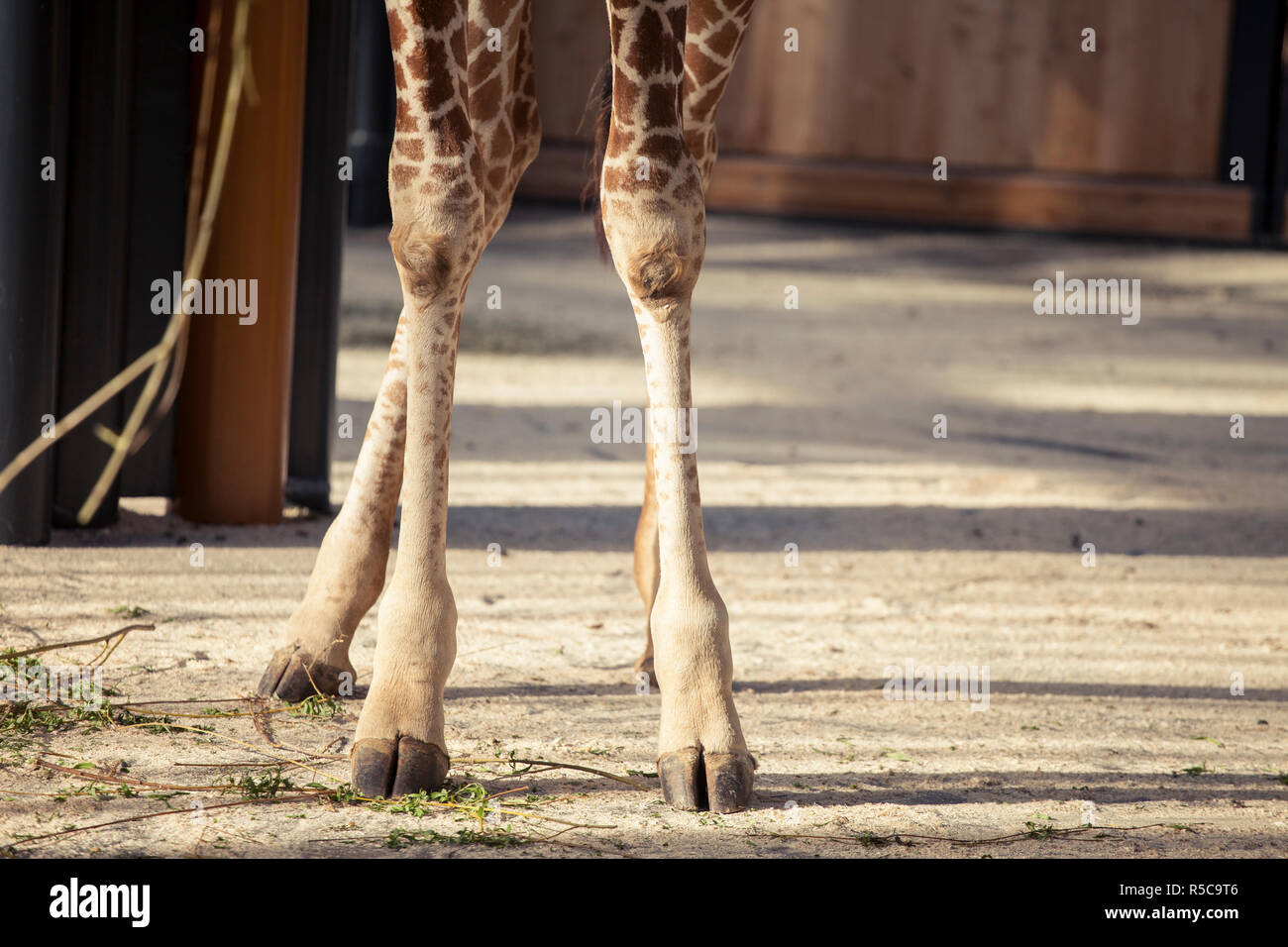 Legs of a giraffe hi-res stock photography and images - Alamy