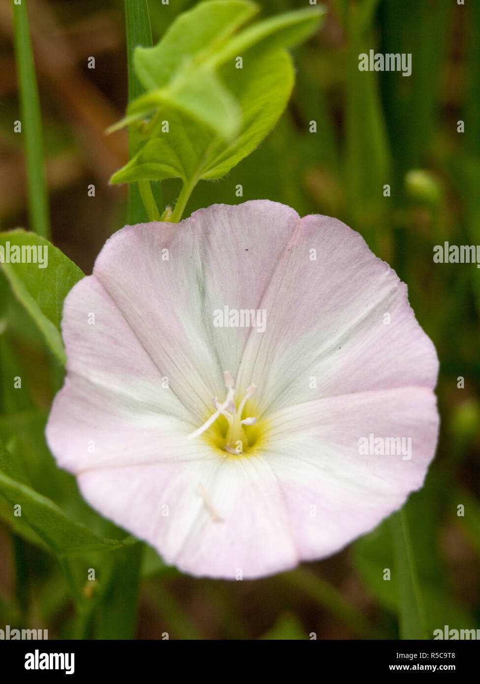 Ipomoea alba moonflower hi-res stock photography and images - Alamy