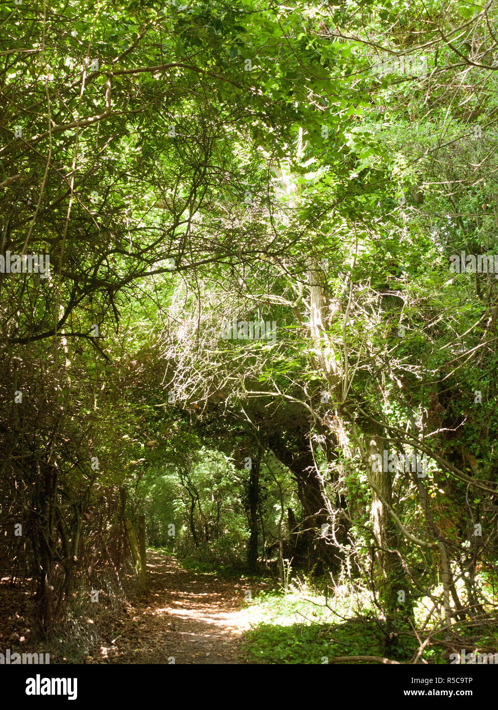 Beautiful sunlight through leaves overhead hi-res stock photography and ...