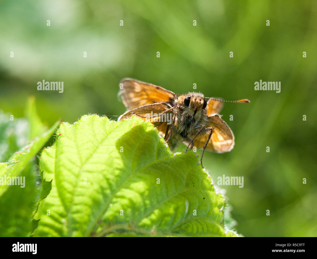 moth outside close up macro Stock Photo - Alamy