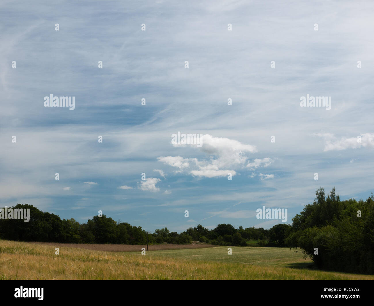 open farmers field growing full of crop Stock Photo - Alamy