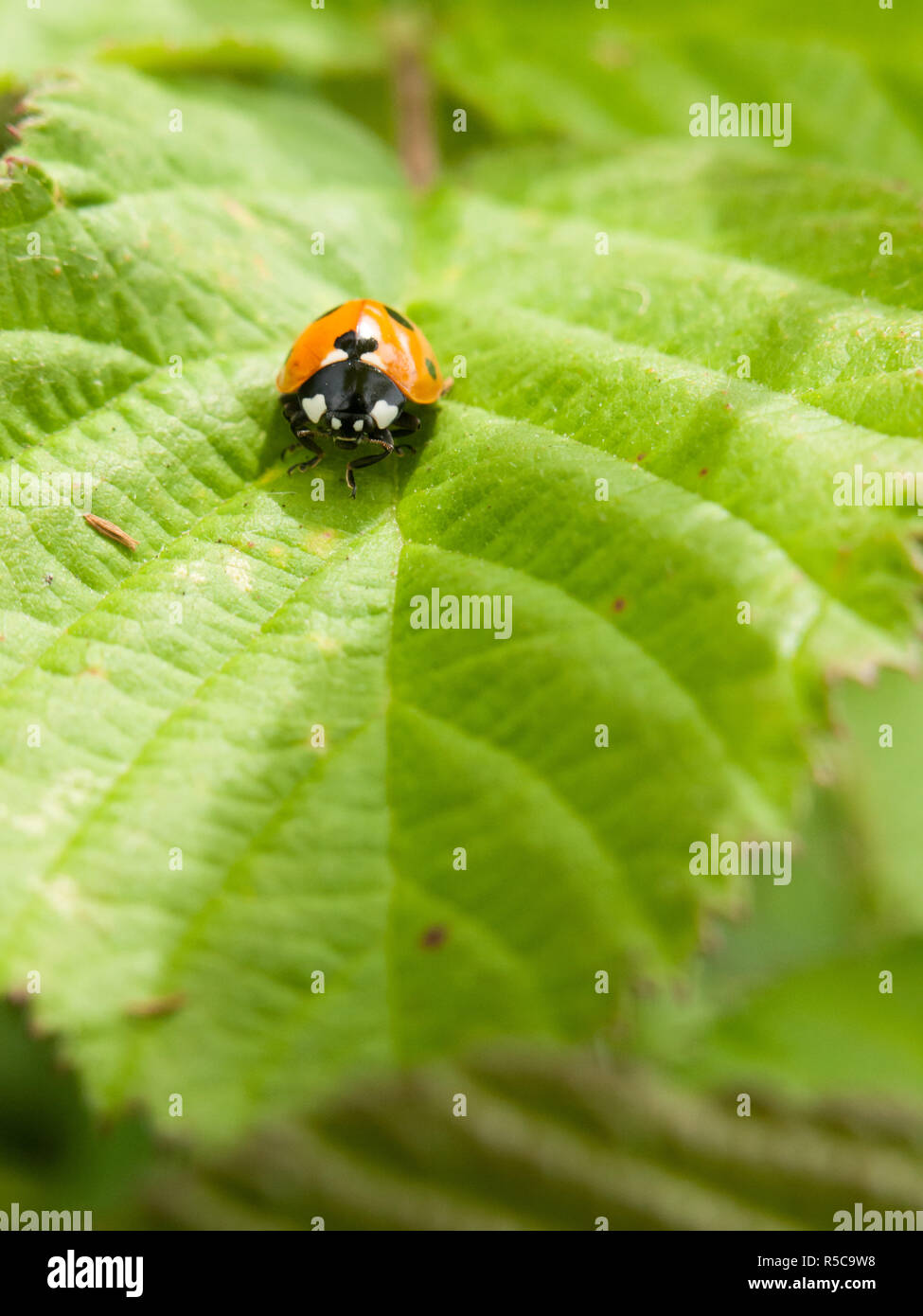 red ladybird spotted on leaf Stock Photo - Alamy