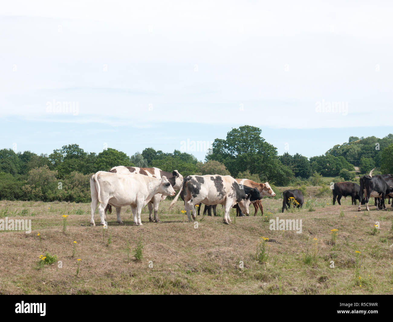 several cows in a field grazing and relaxing at peace Stock Photo - Alamy