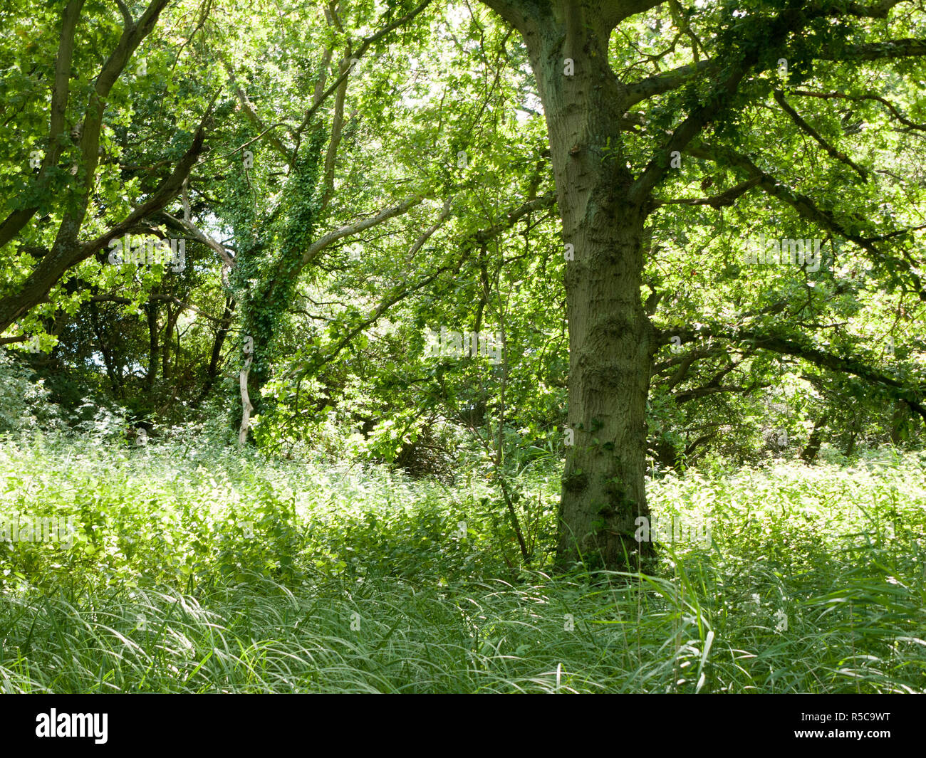 tree and lush grass in forest in summer time Stock Photo - Alamy
