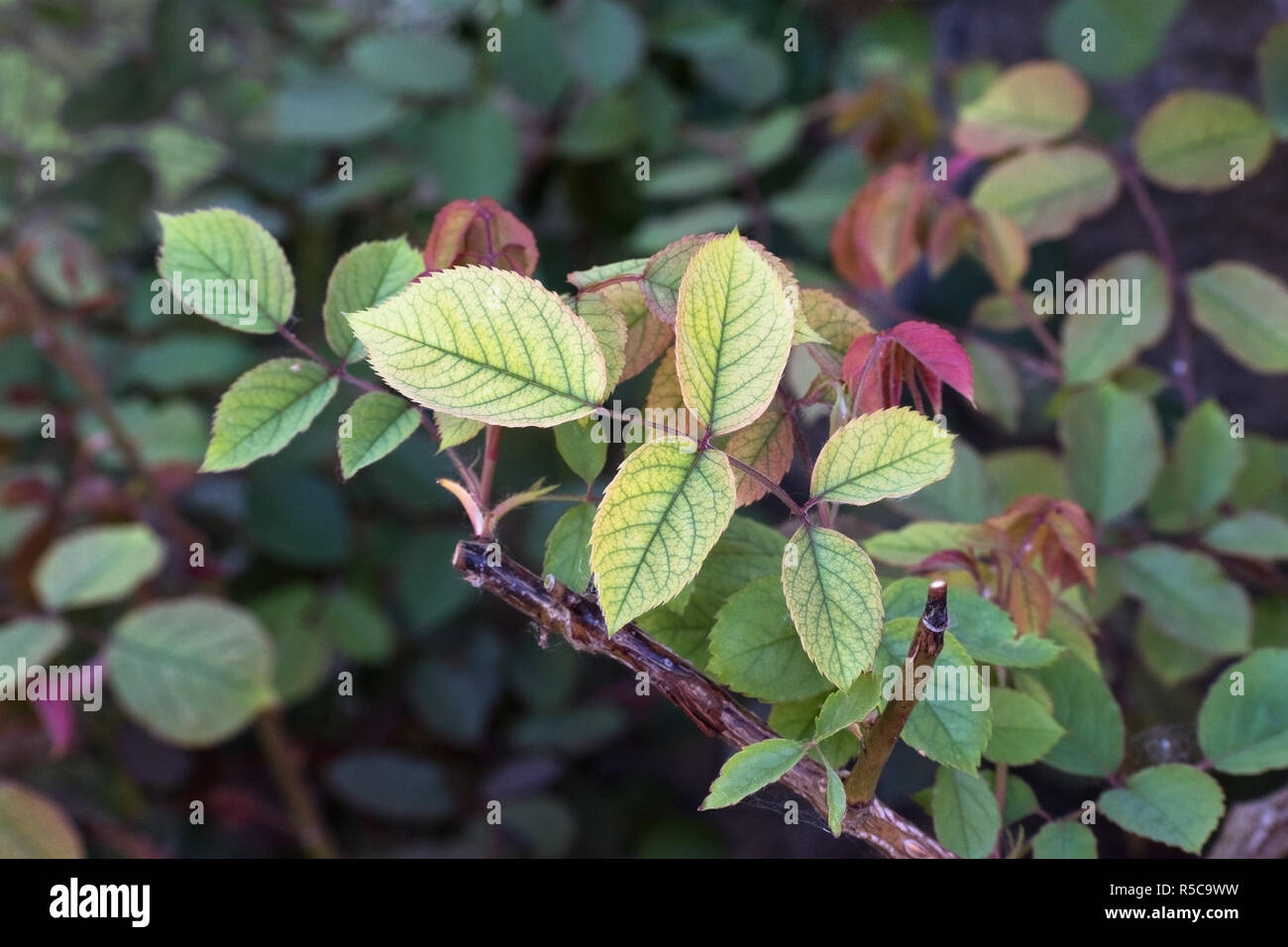 Magnesium deficiency rose hi-res stock photography and images - Alamy