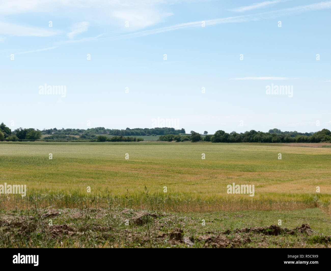 open farmers field growing full of crop Stock Photo - Alamy