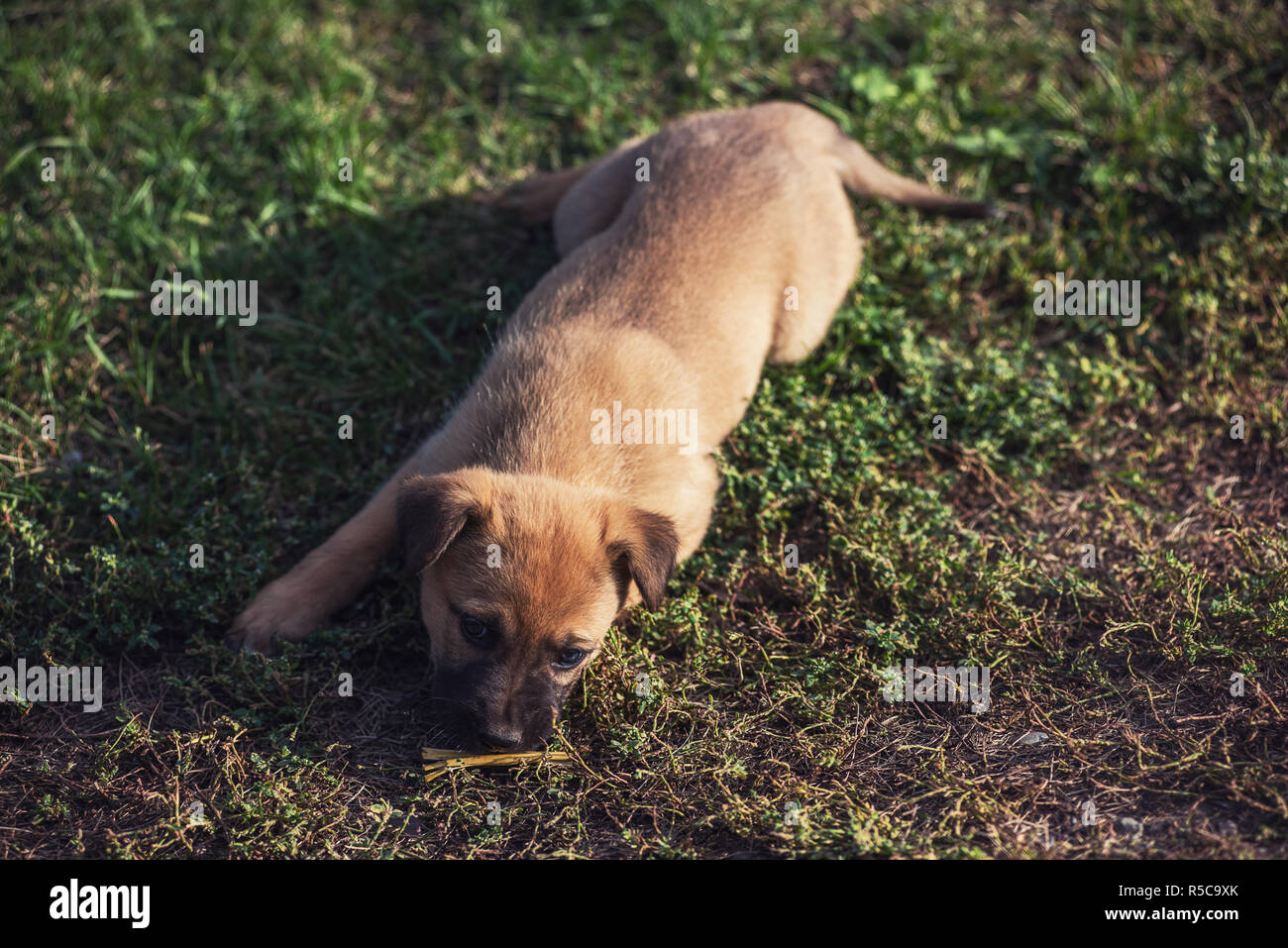 Cute playing puppy dog Stock Photo - Alamy