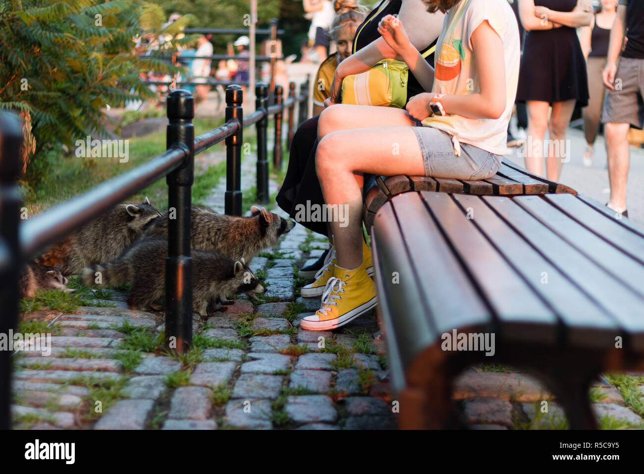 Raccoons asking for food on the Mount-Royal in Montreal, Canada ...