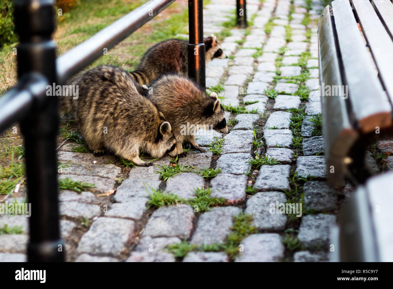 Three raccoons hi-res stock photography and images - Alamy