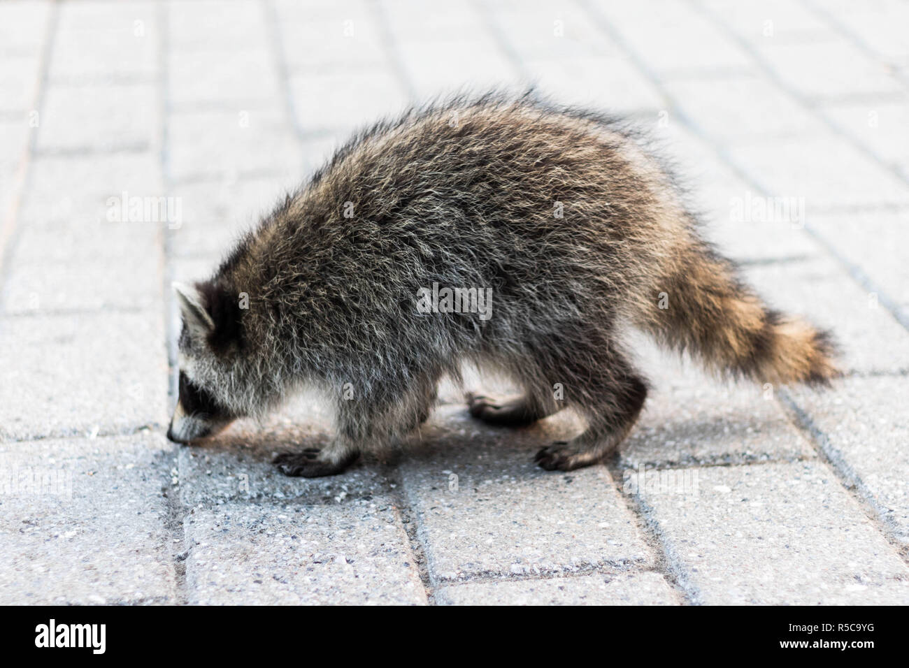 A raccoon on the Mount-Royal in Montreal, Canada. Raton laveur sur le ...