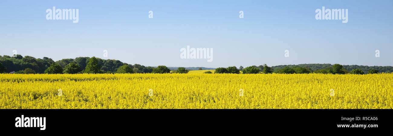 yellow blooming rapeseed field and forest against the clear blue sky, wide landscape in ...