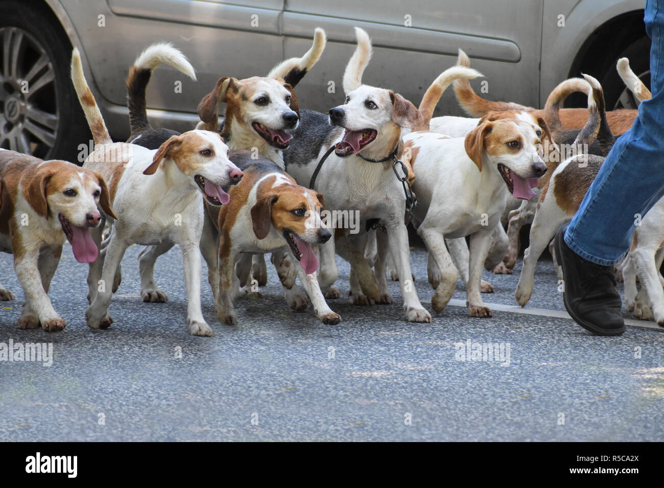 Beagle pack hi-res stock photography and images - Alamy