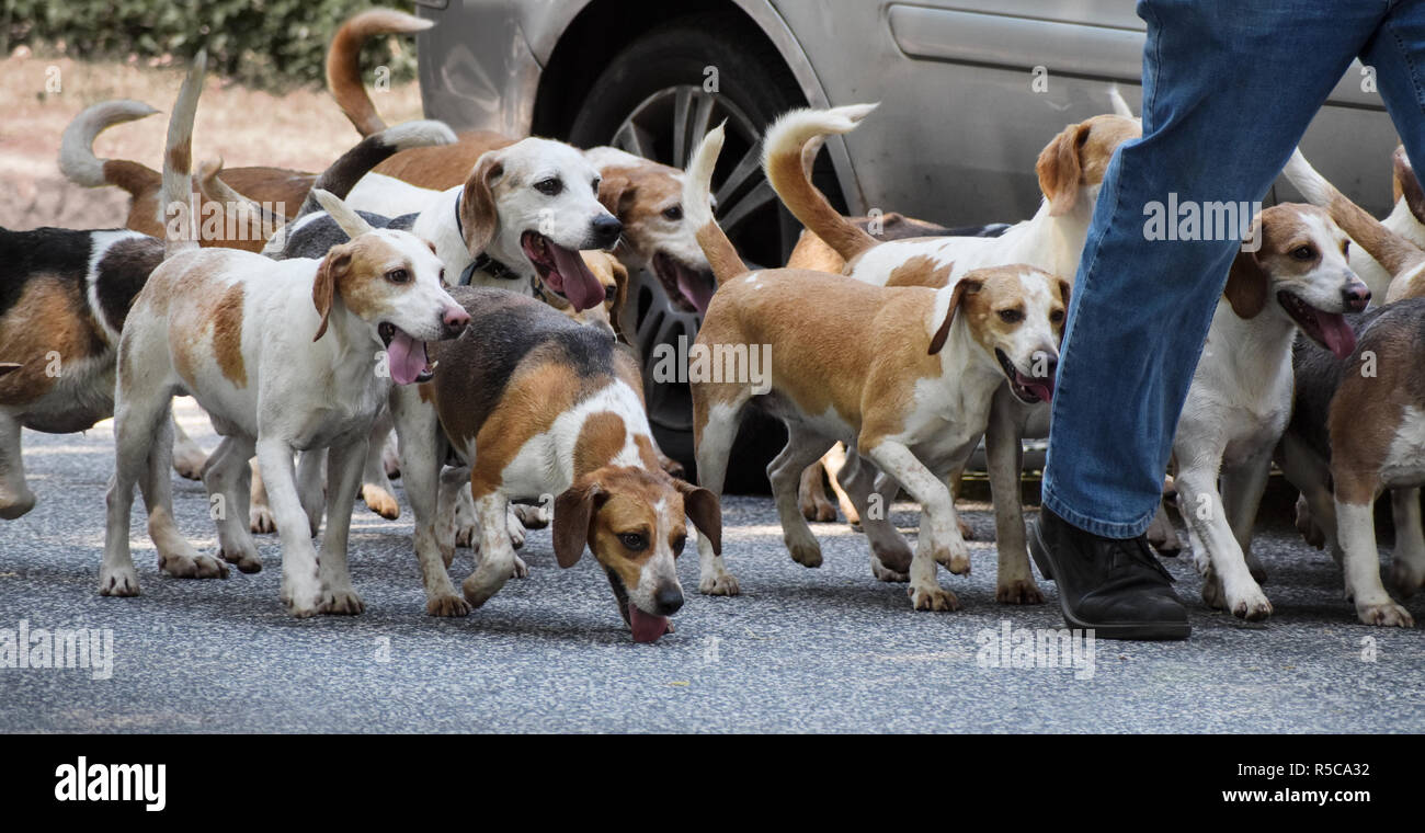 Beagle pack hi-res stock photography and images - Alamy