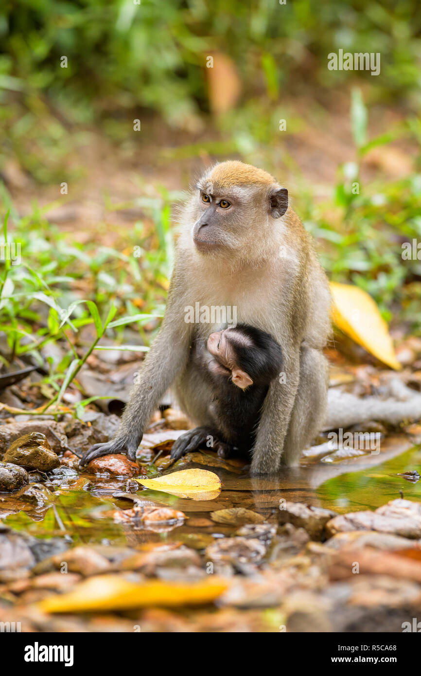 Long-tailed Macaque - Macaca fascicularis, common monkey from Southeast ...