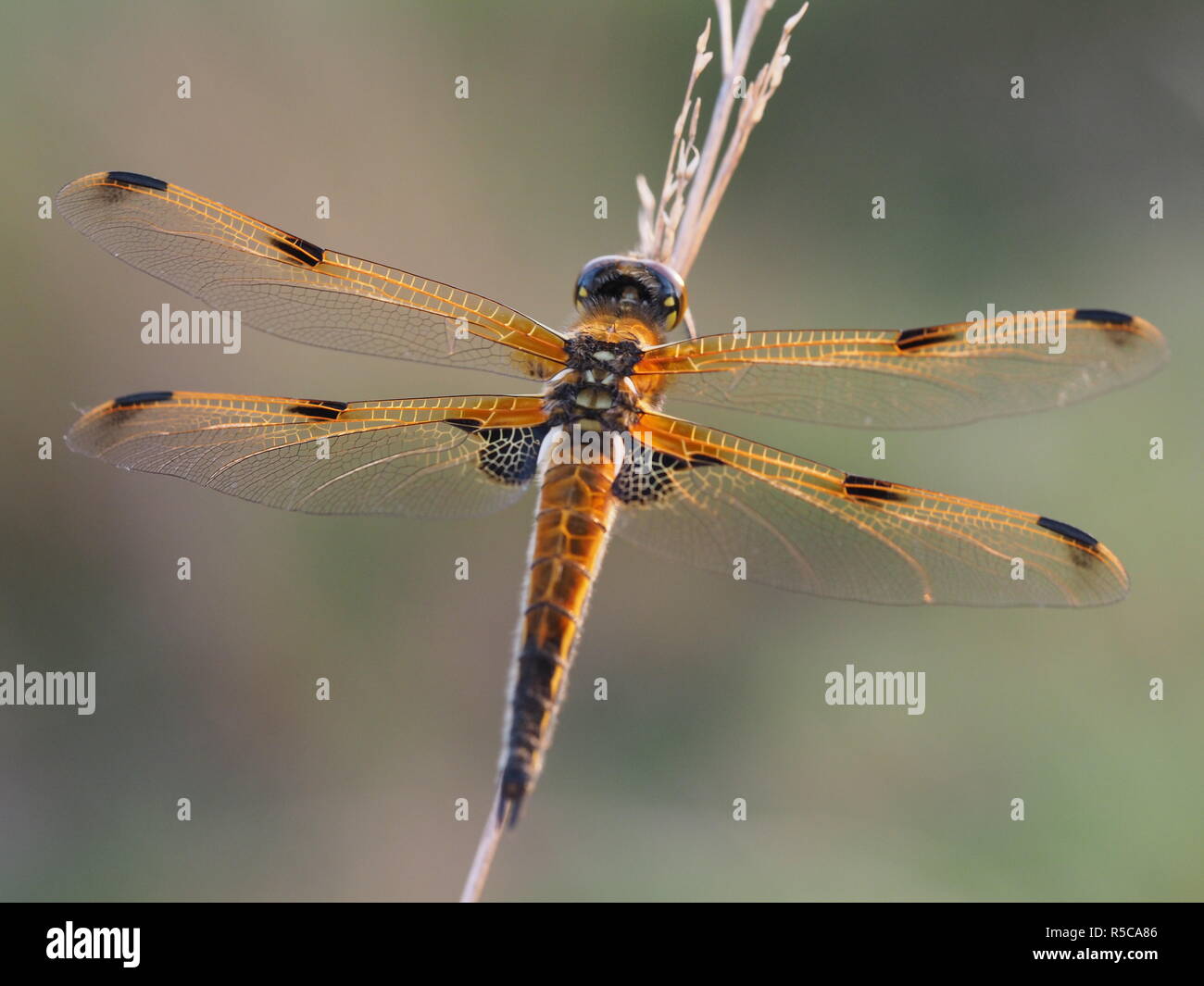 4 spots hi-res stock photography and images - Alamy