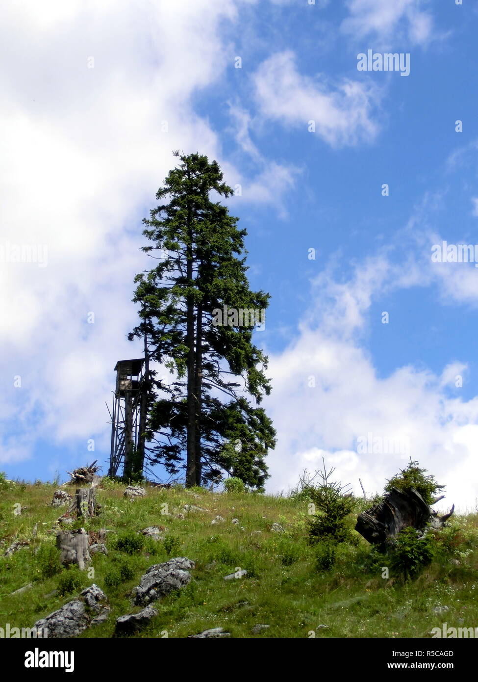 Conifer stand hi-res stock photography and images - Alamy