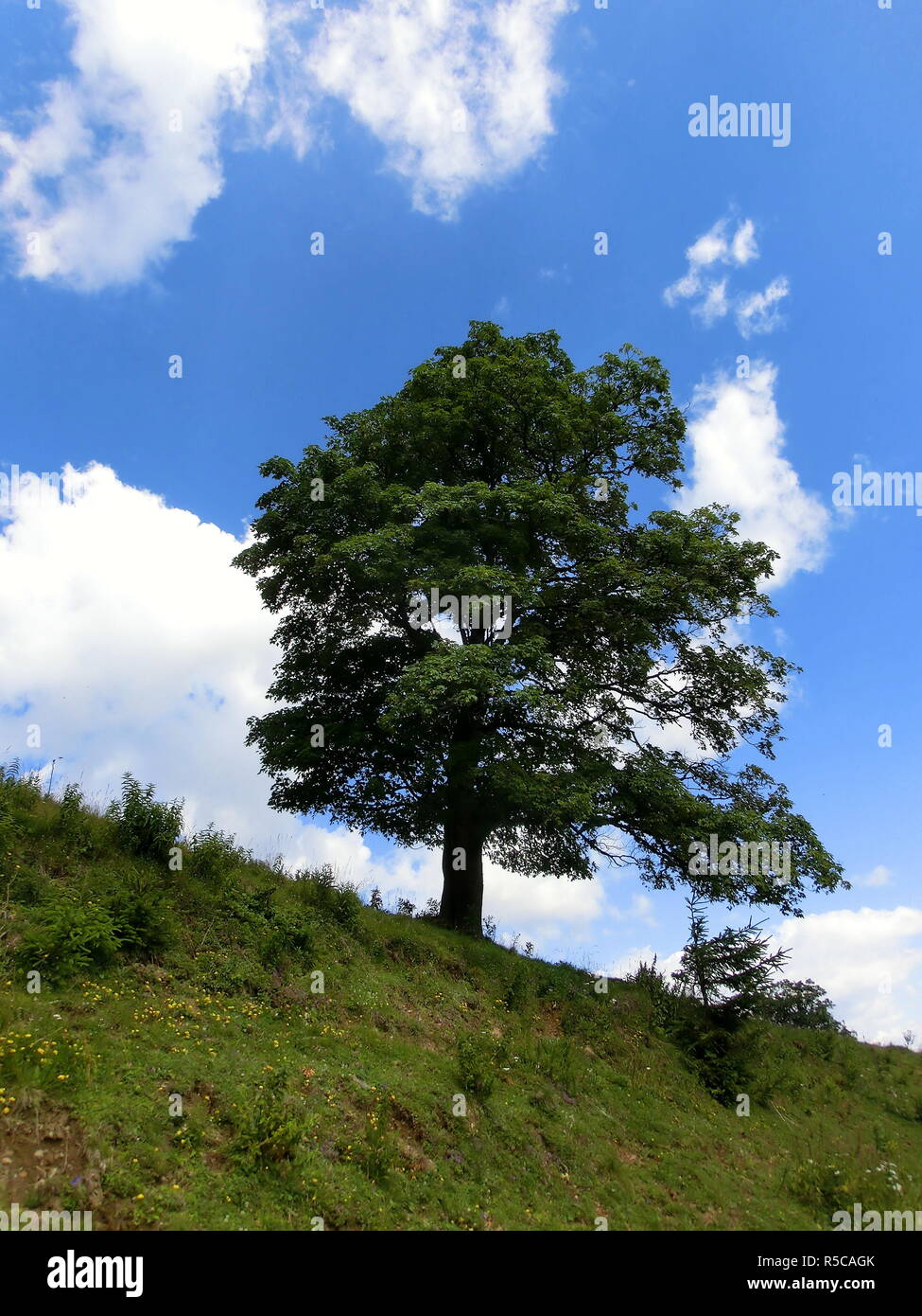 maple tree on meadow in front of sky Stock Photo - Alamy