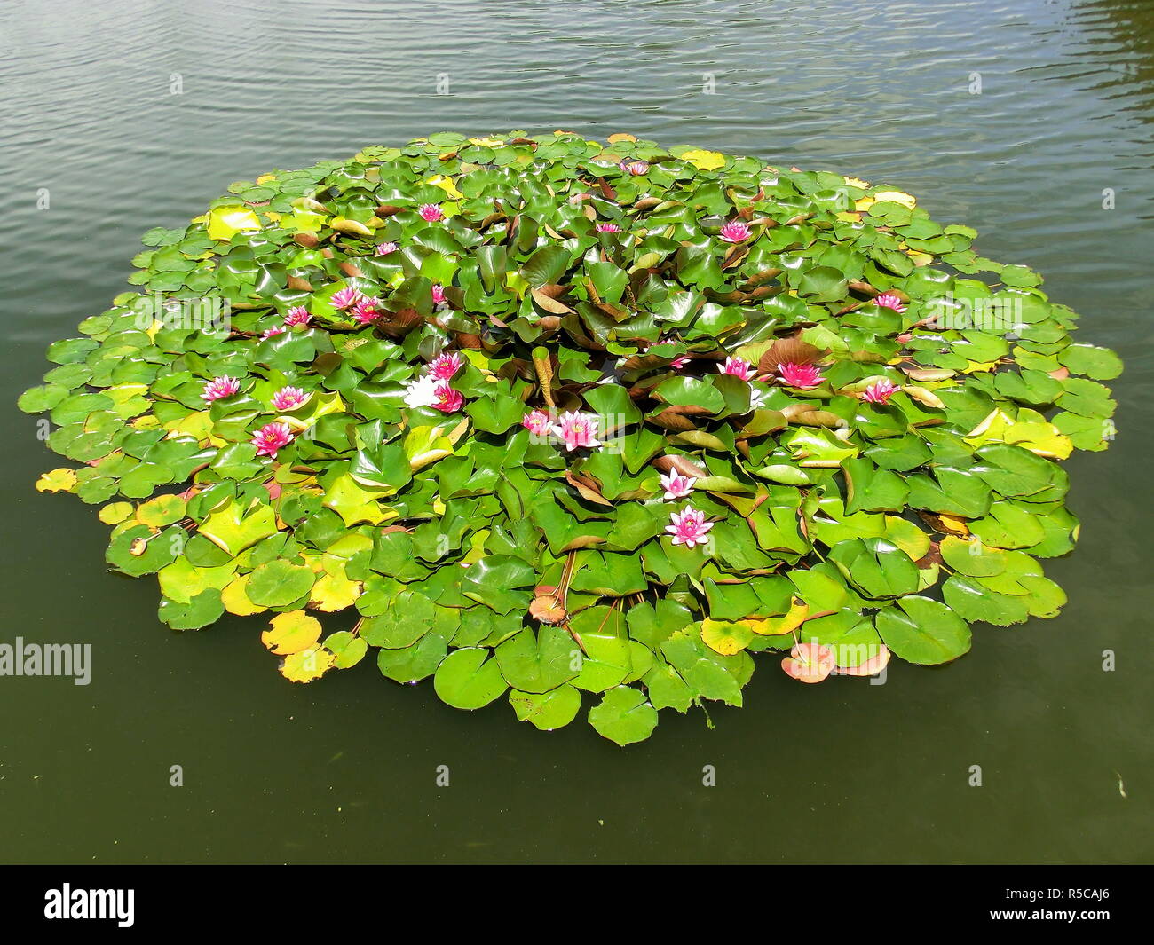 lily pad carpet round Stock Photo - Alamy